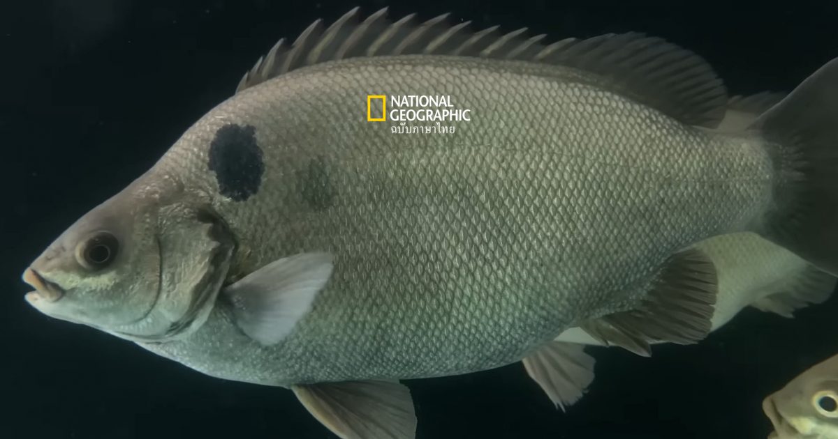 ปลาเก๋าหยก Alien Species สัตว์น้ำต่างถิ่นกับอนาคต สัตว์เศรษฐกิจ?