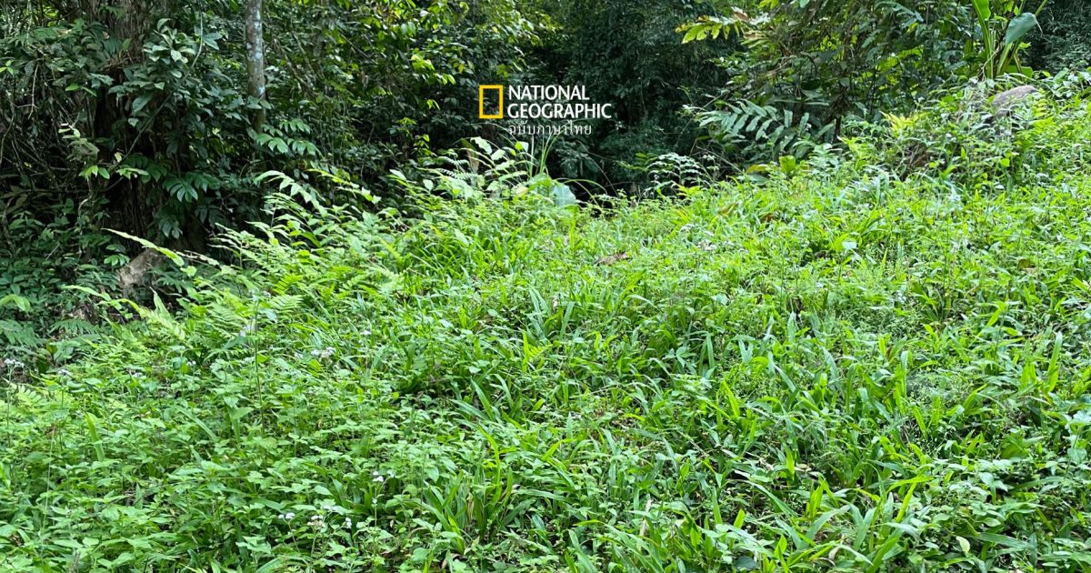 Why Can t We See plants Phenomenon Of Plant Blindness That Humans
