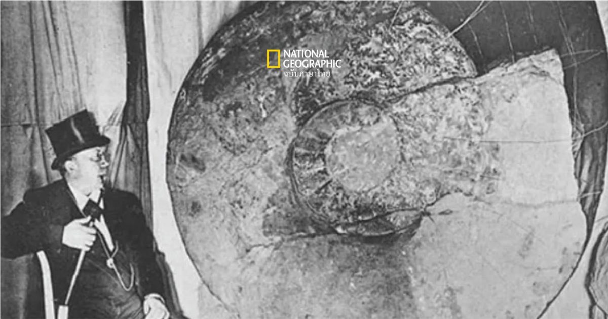 Discover the Enormous Size and Evolution of Human-Sized Ammonites ...