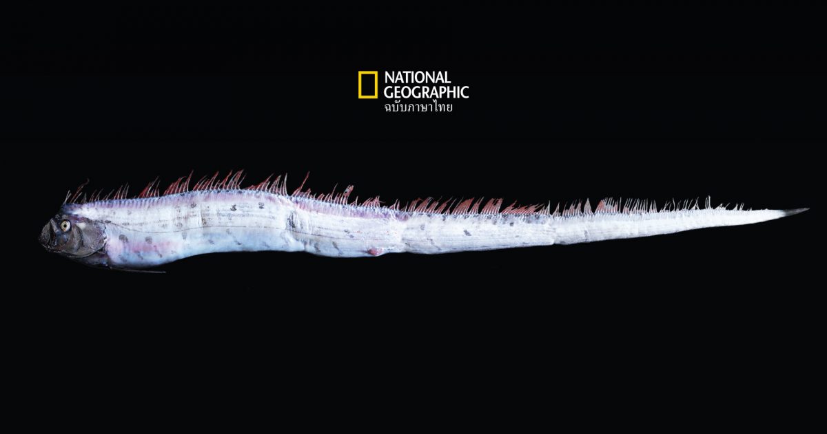 ทำไมการพบเจอปลาออร์ฟิช ( Oarfish ) ในไทยถึงเป็นความตื่นเต้นและกังวลไป ...